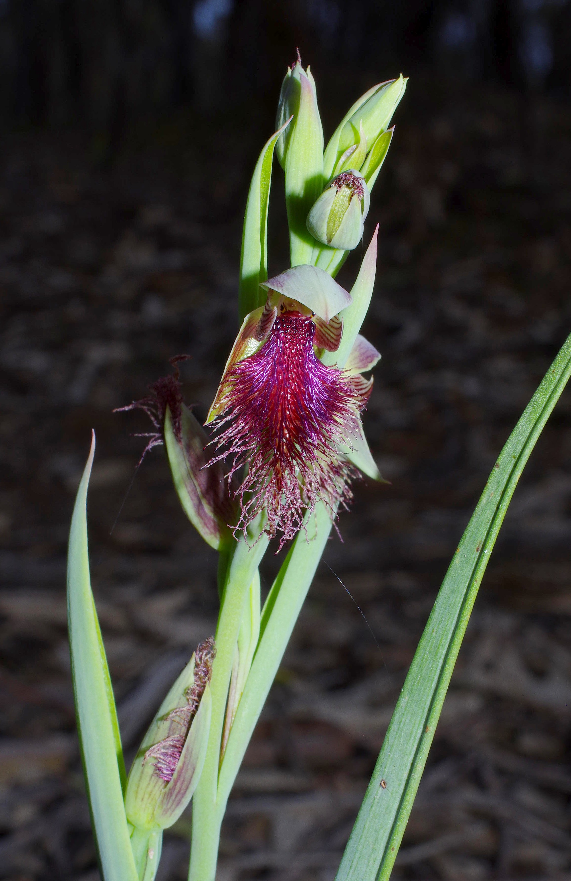Australian Native Orchids « The misBehaving Economist
