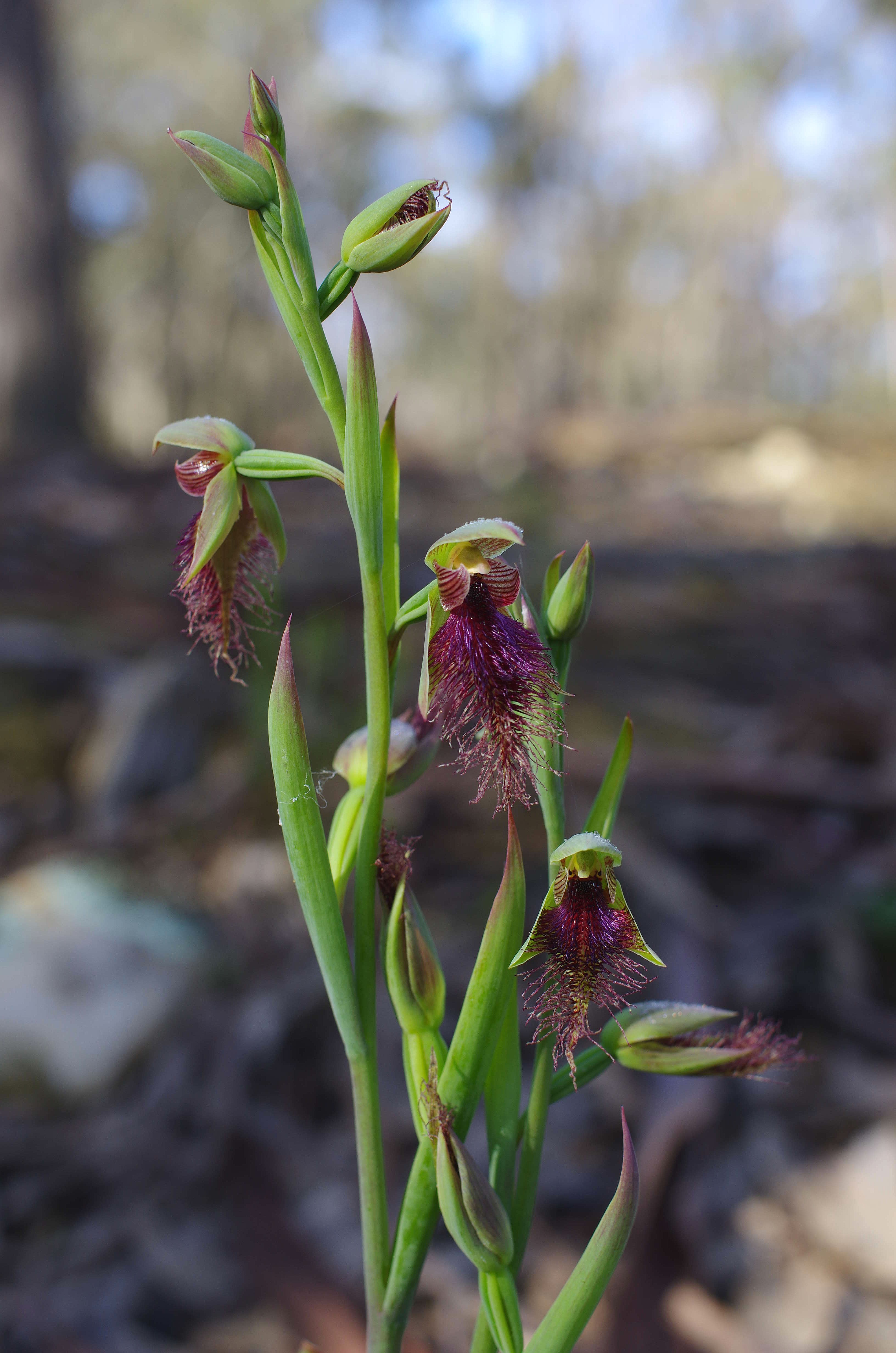 Australian Native Orchids « The misBehaving Economist